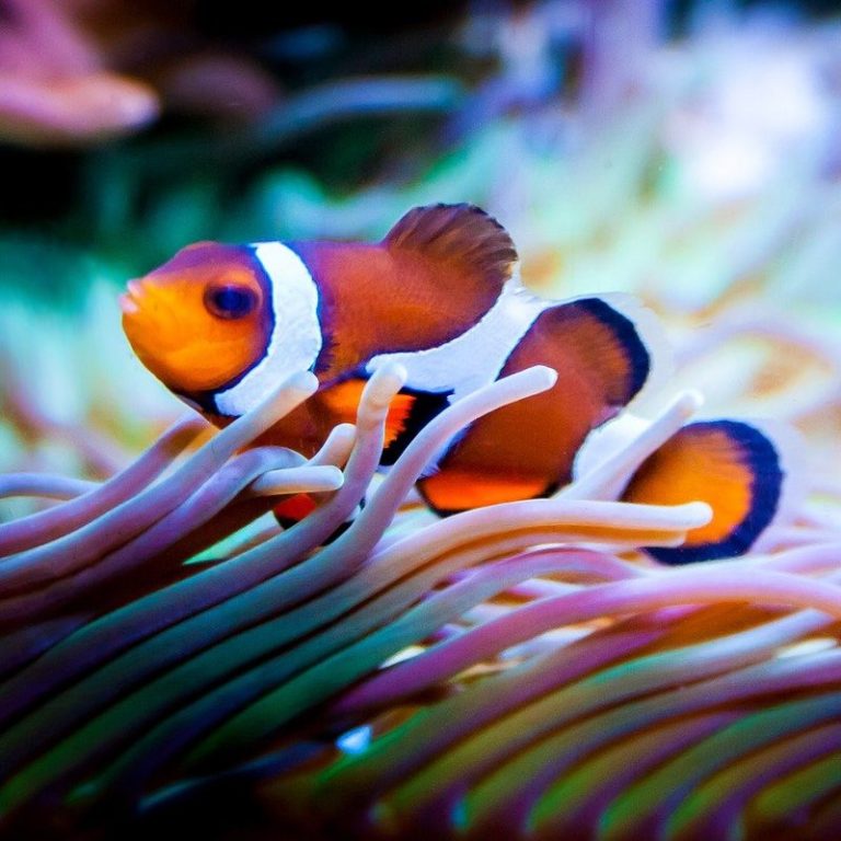 Est-ce que le Poisson Combattant dort ? Tout savoir sur le sommeil du ...